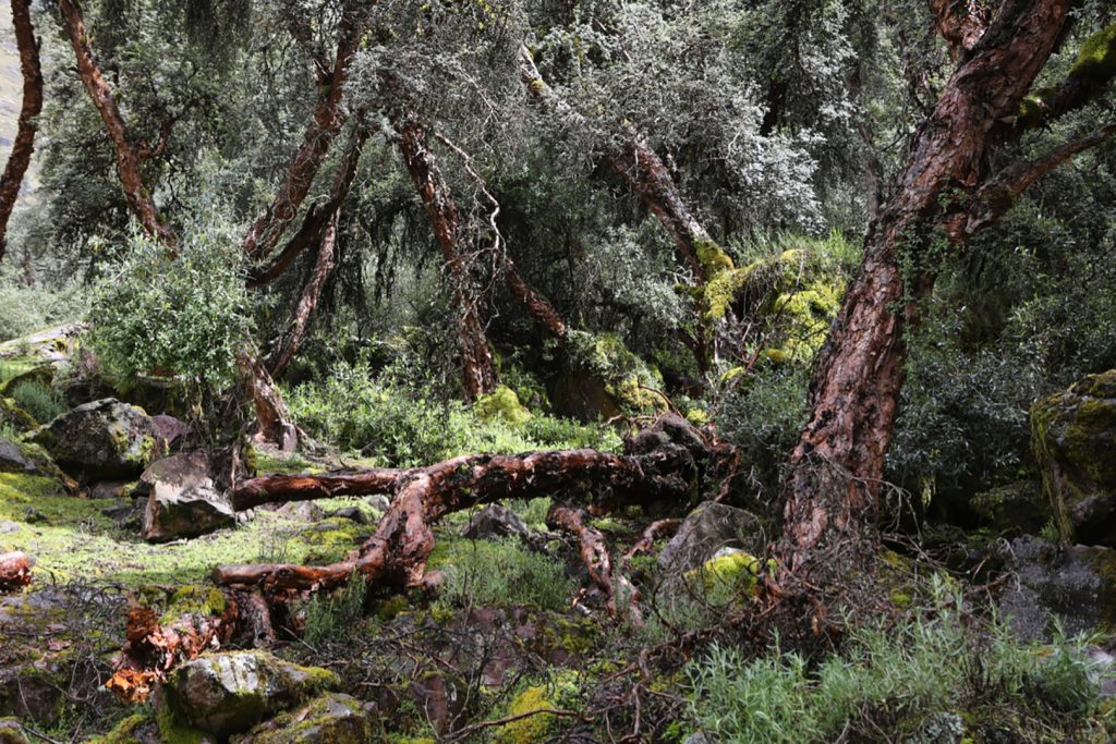 The Mighty Polylepis Tree - Global Forest Generation